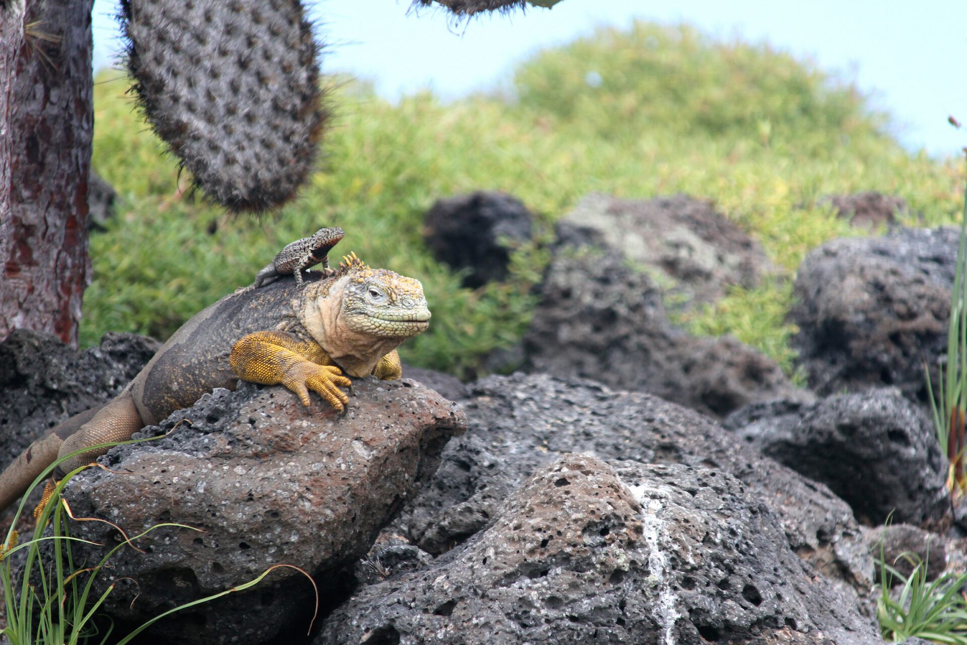 Galapagos Animals Wildlife Checklist | Andean Trails