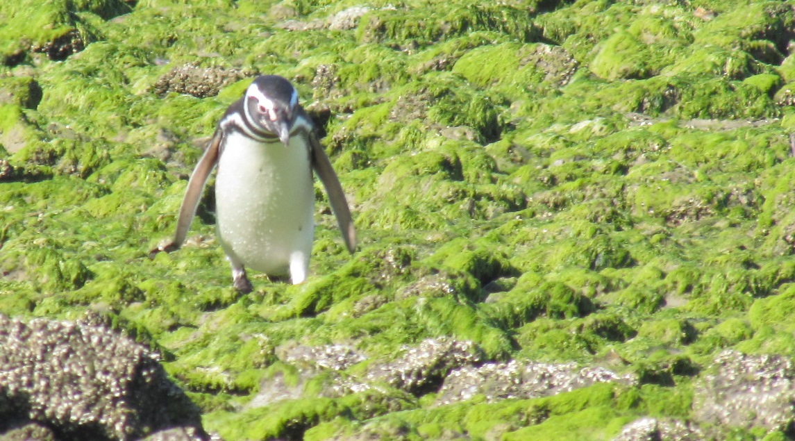 Birds of Patagonia: Top Bucket List | Andean Trails