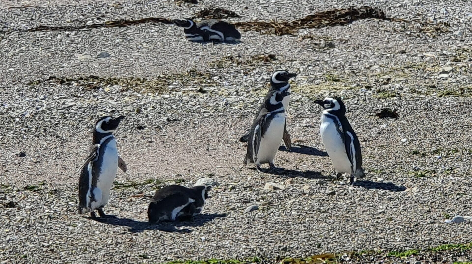 Birds of Patagonia: Top Bucket List | Andean Trails