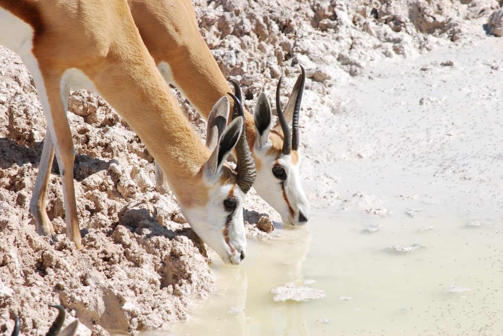 Kathy - Live from Namibia - Andean Trails
