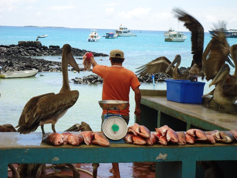 Guide to the Food & Restaurants on Galapagos Islands | Andean Trails