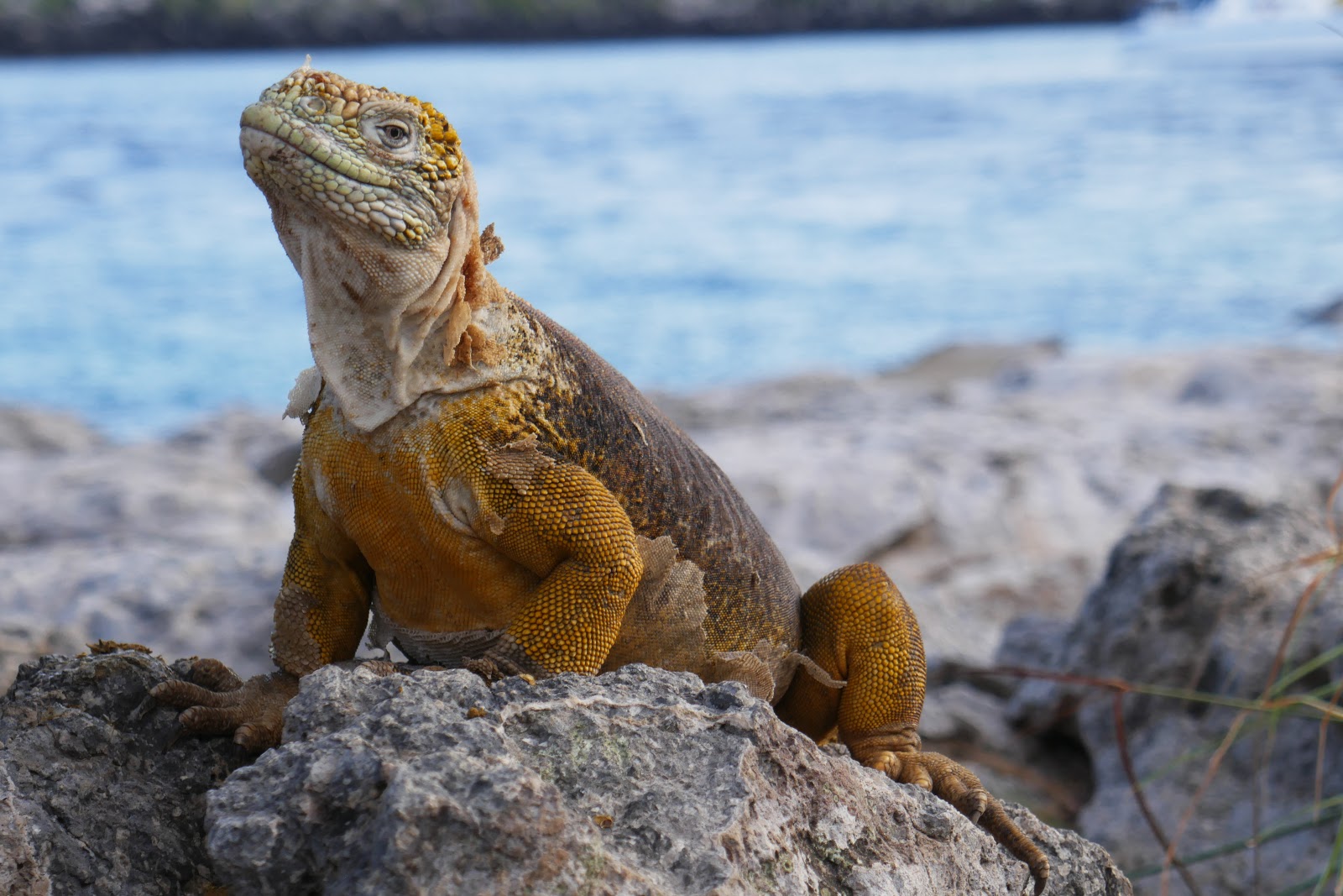 Aida Maria Galapagos Cruise Travel Review | Andean Trails