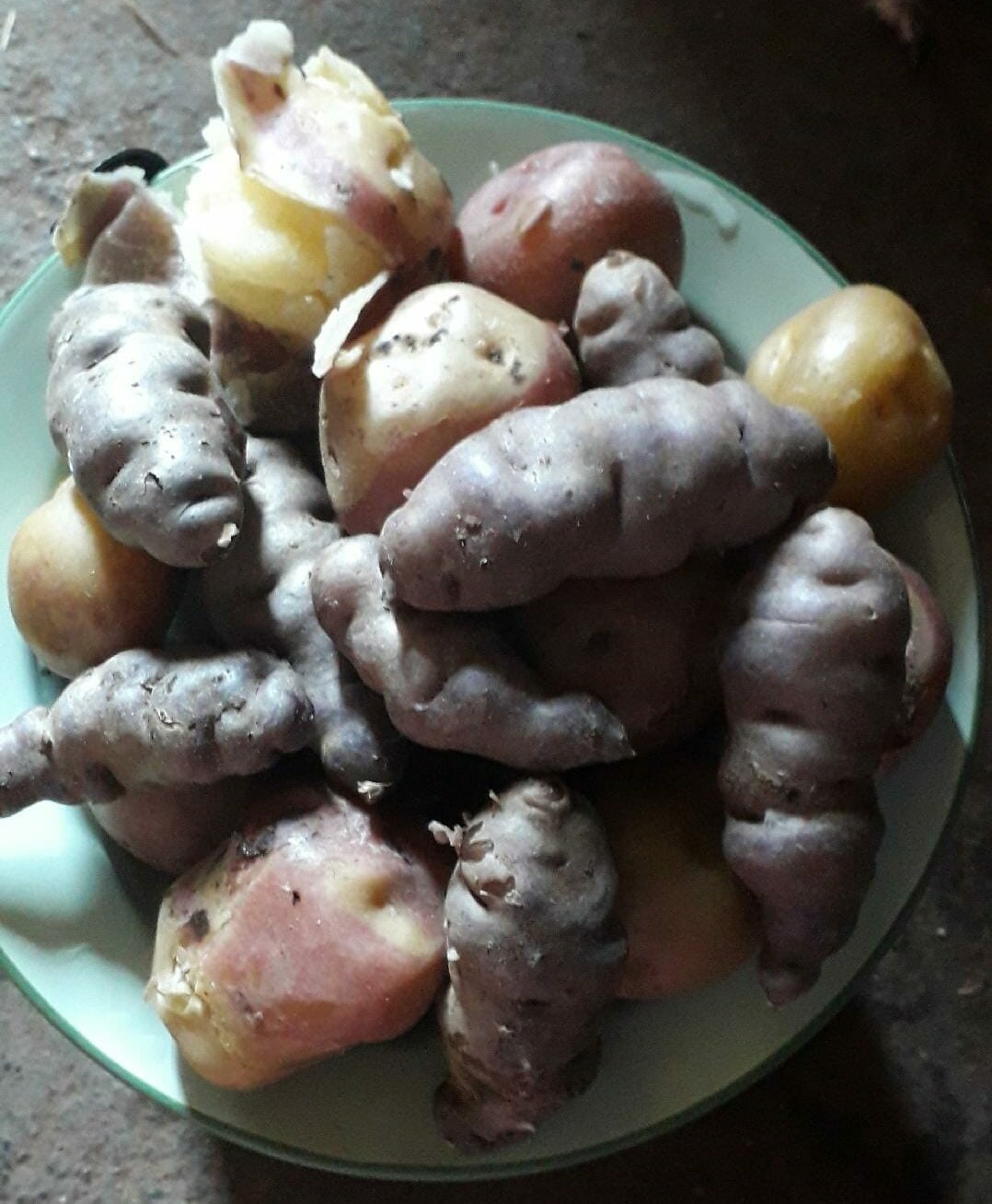 A Bolivian guide's lock down - the potato harvest. - Andean Trails
