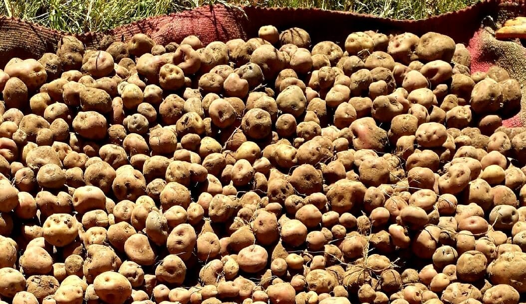 A Bolivian guide's lock down - the potato harvest. - Andean Trails