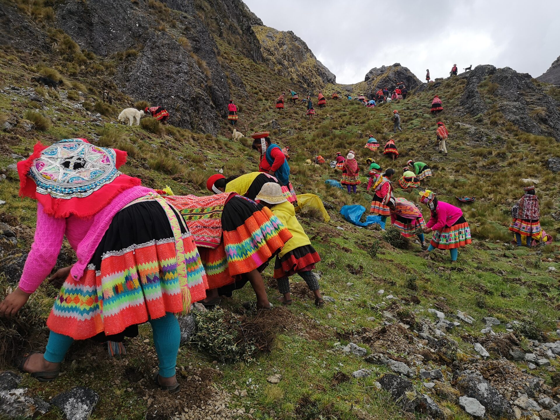 Cuncani: Tree Planting & Reforestation of the Andes | Andean Trails