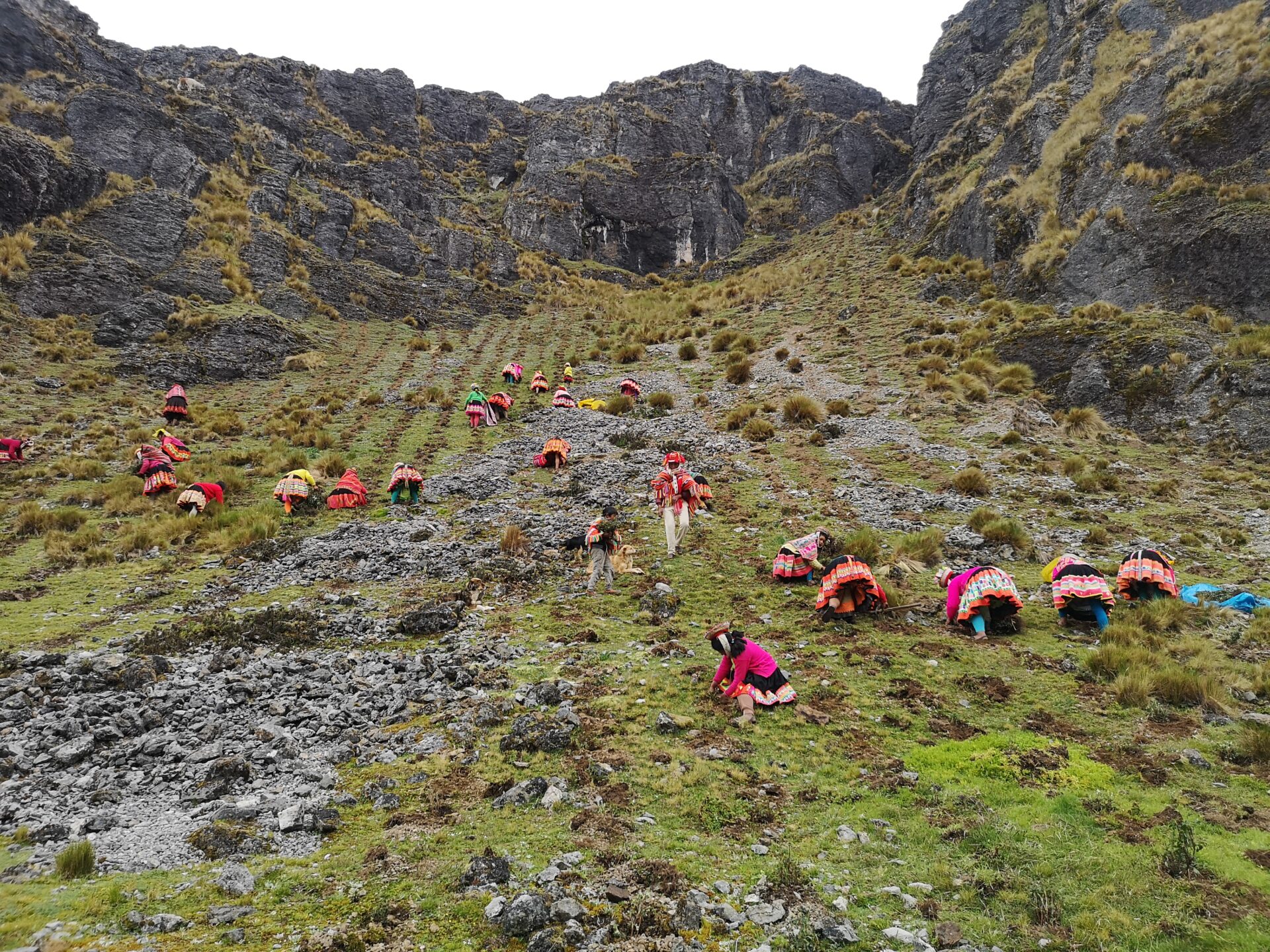 Cuncani: Tree Planting & Reforestation of the Andes | Andean Trails